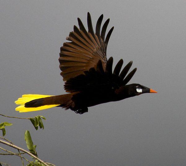 Oropendola Bird: A Spectacle to Behold – The Goddess Garden